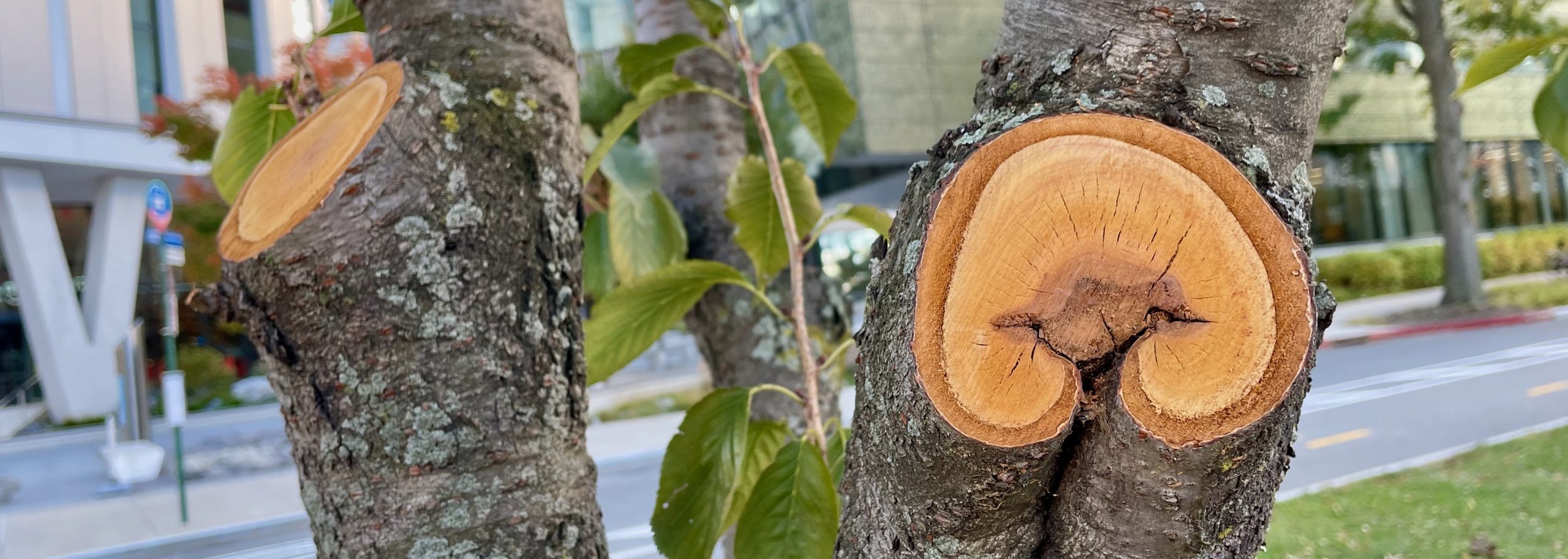 Was the Cherry Tree Hacking Really Worse Than We Feared? — Roosevelt ...